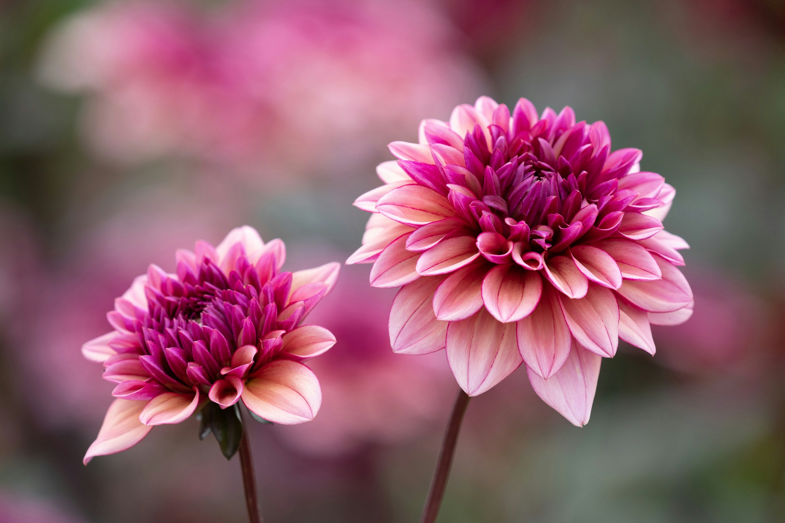 Info Jonathan Buckley Garden And Flower Photography Info Jonathan Buckley Garden And Flower Photography