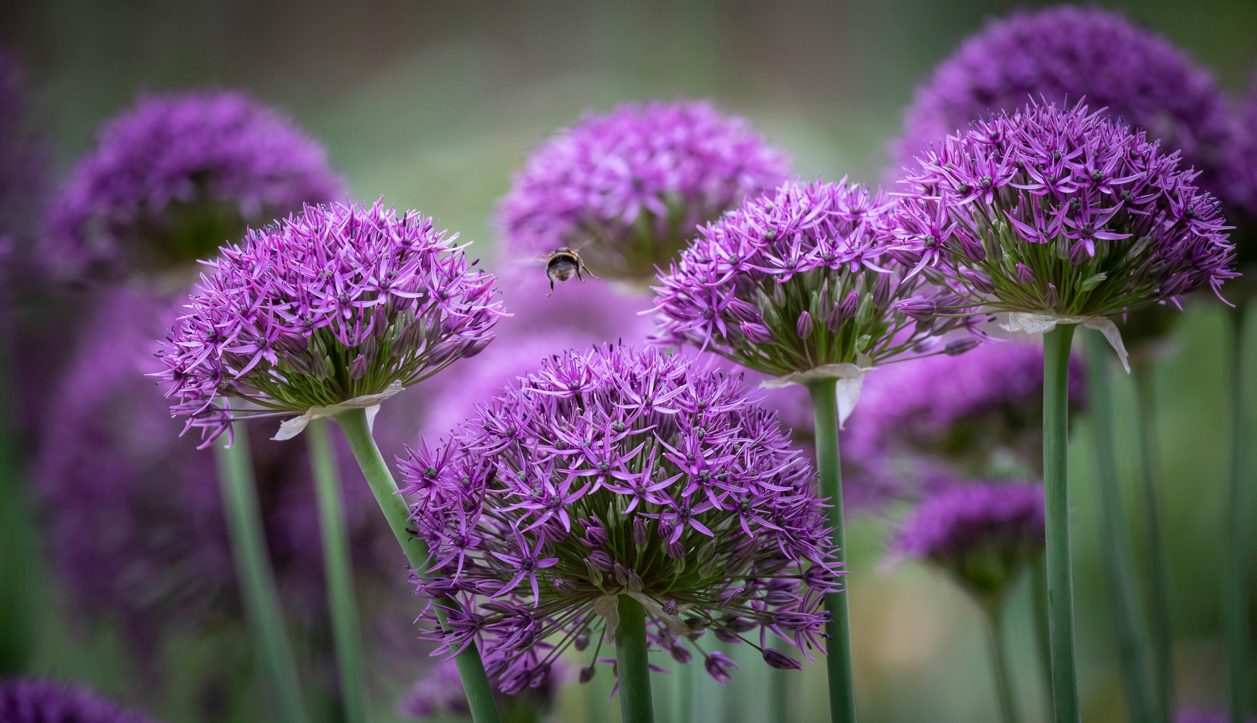 Info Jonathan Buckley Garden And Flower Photography info-jonathan-buckley-garden-and-flower-photography