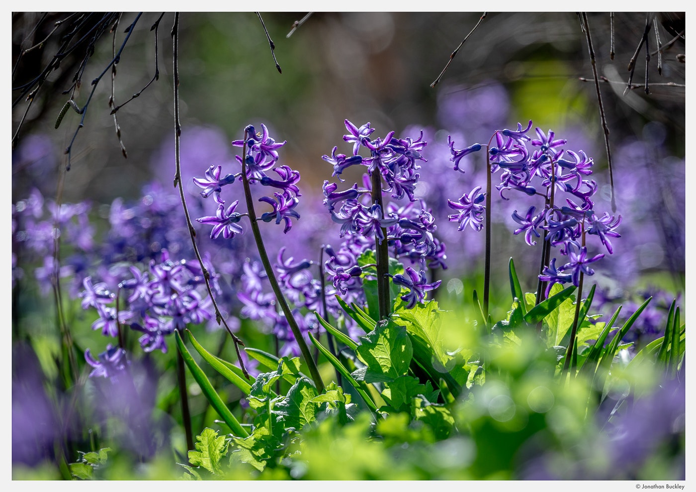 Portfolio Jonathan Buckley Garden And Flower Photography portfolio-jonathan-buckley-garden-and-flower-photography