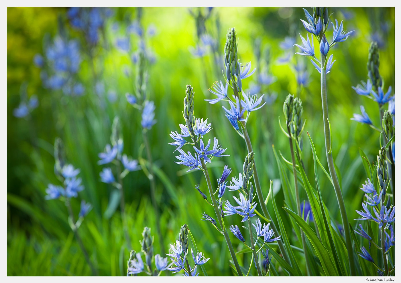 Portfolio Jonathan Buckley Garden And Flower Photography portfolio-jonathan-buckley-garden-and-flower-photography
