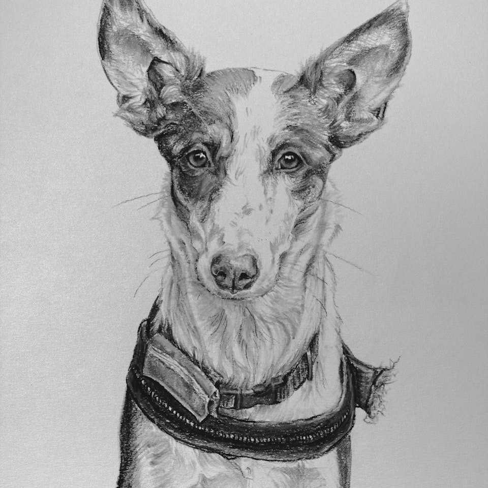 Portfolio Amy Little Art Portfolio Amy Little Art